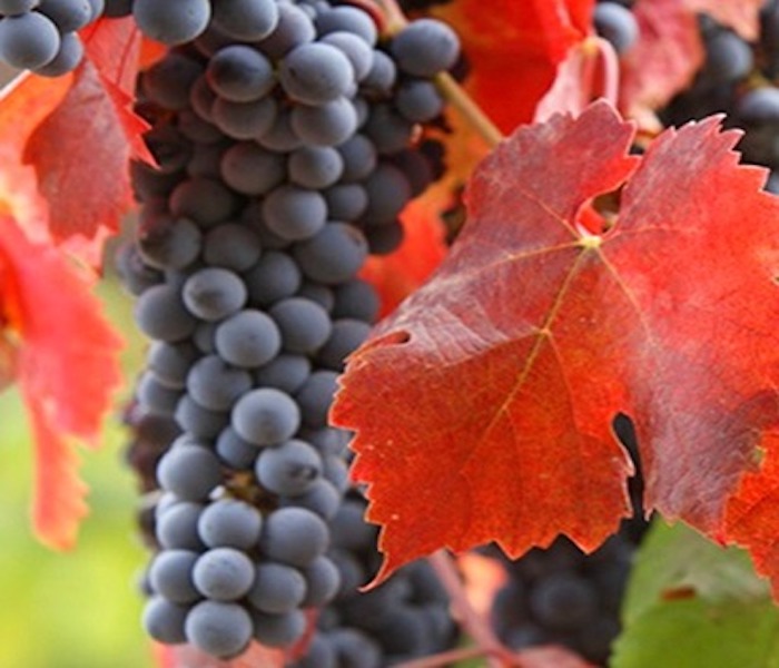 Carmenere, una cepa legendaria que hace brillar a los vinos chilenos ...