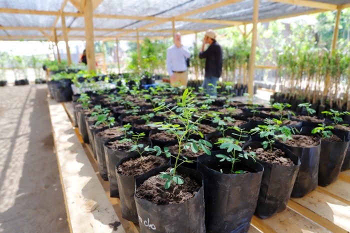 Cerrillos contará con su primer vivero de regeneración nativa y ...